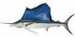 Sailfish – Eye Catcher Lures